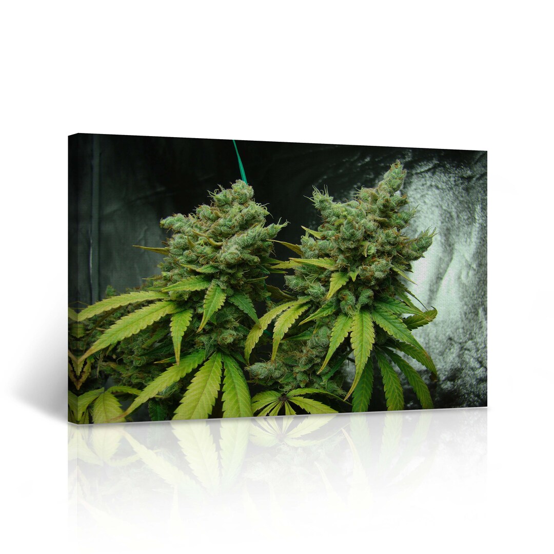 Smoke Wall Art Canvas Print White Widow Marijuana Plant Get High on ...