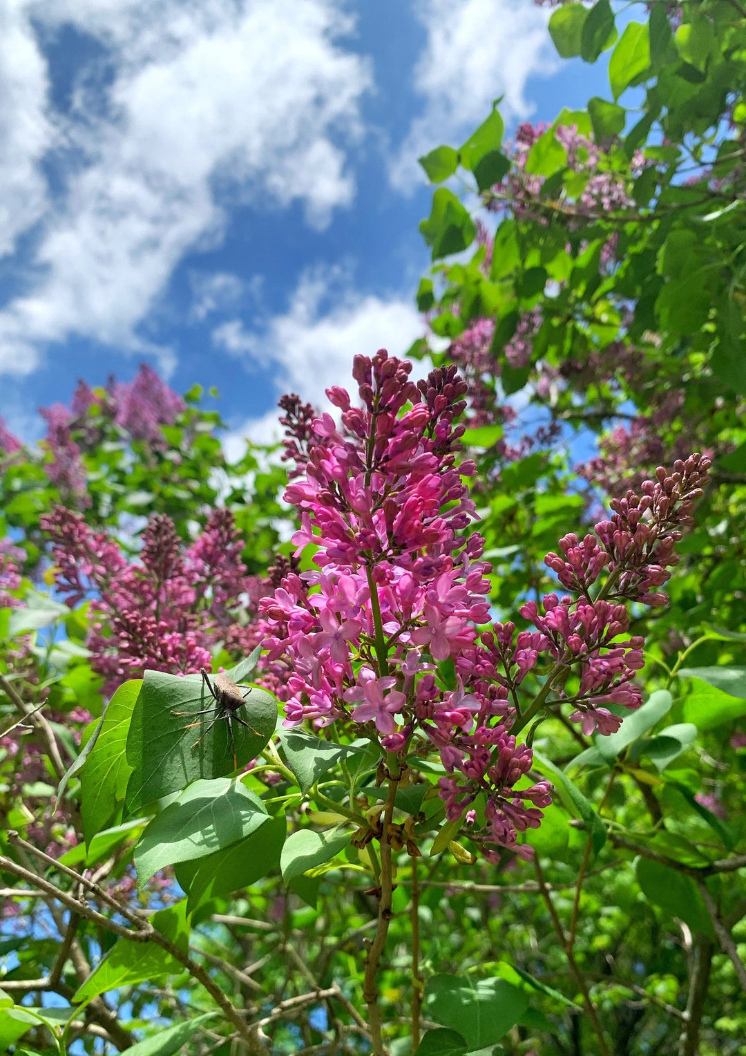 Highland Park Lilacs, Rochester, NY Photo Print - Etsy
