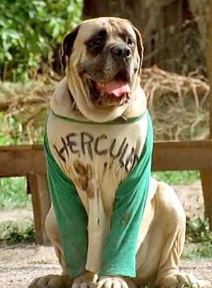 Hercules English Mastiff