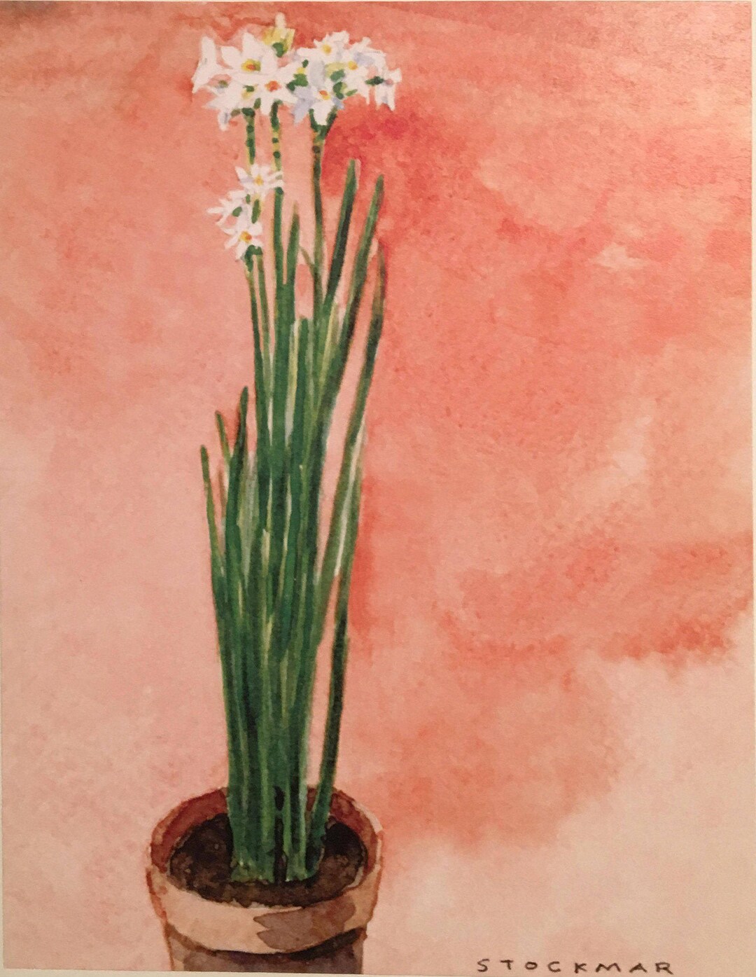 Flowers - Paperwhites in a Pot - Etsy