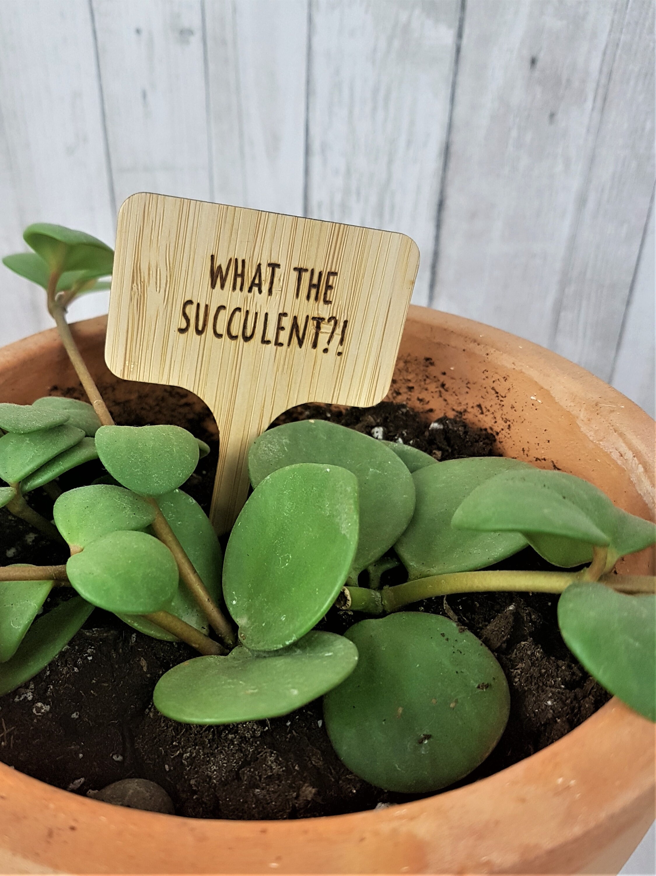 funny-plant-gift-for-him-funny-plant-stakes-plant-mom-gift-etsy-canada