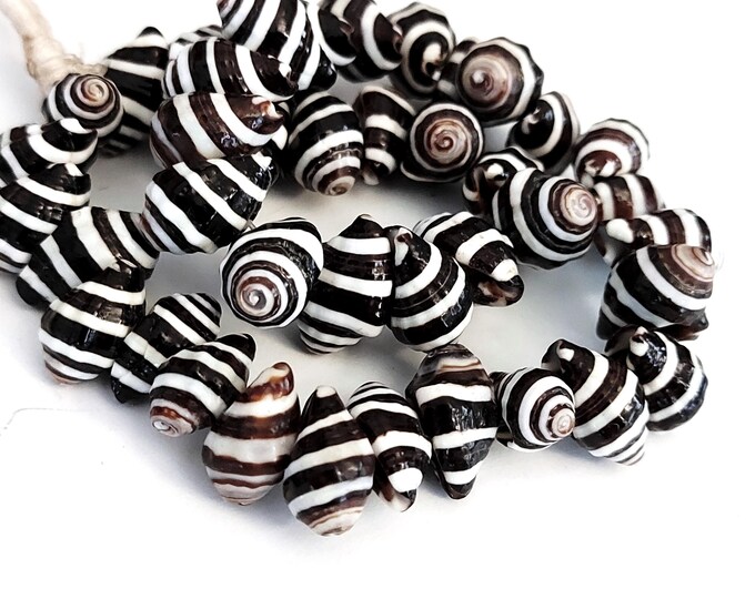 40 Pyrene Shells Short Strand Lightning Dove Sea Shells Black and White ...