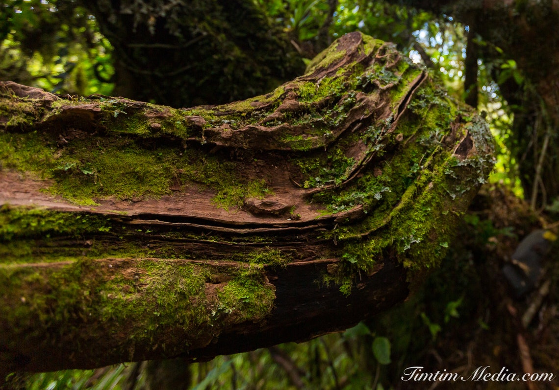Kamahi Tree, Goblin Forest, Taranaki National Park, New Zealand Art ...