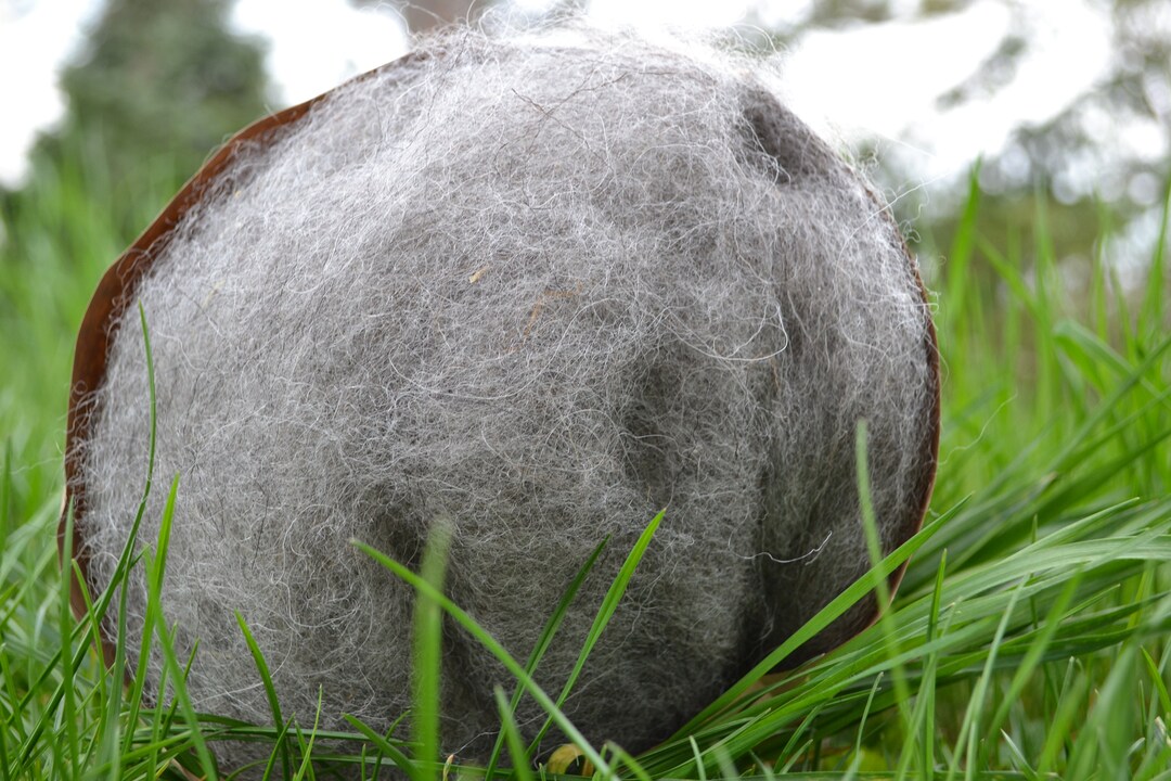 Carded Wool as Fleece in Natural Light Gray From Alpine Stone Sheep 80 ...