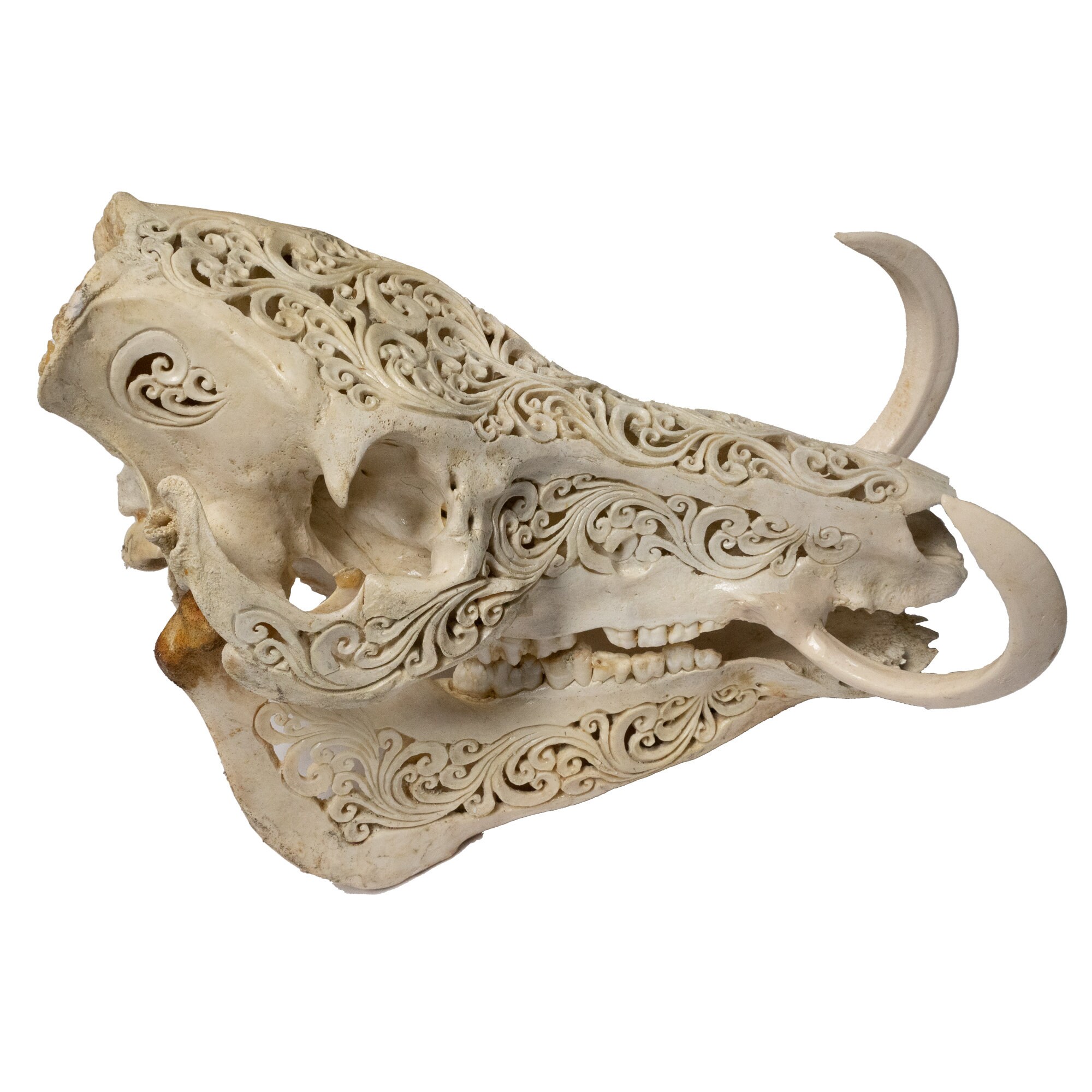 Wild Boar Skull With Tusks