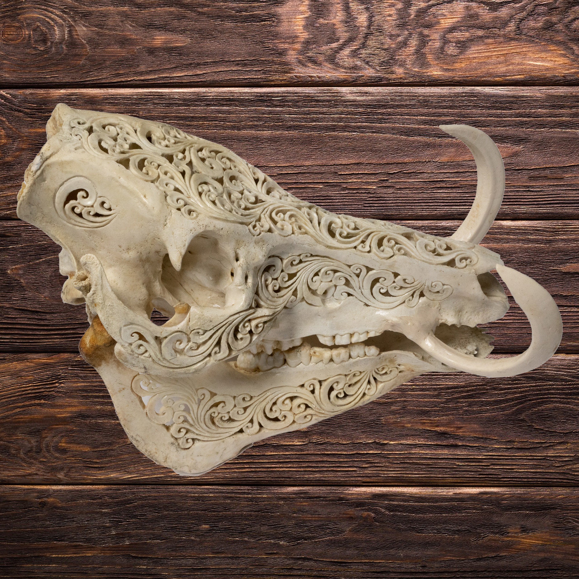 Wild Boar Tusks Skull