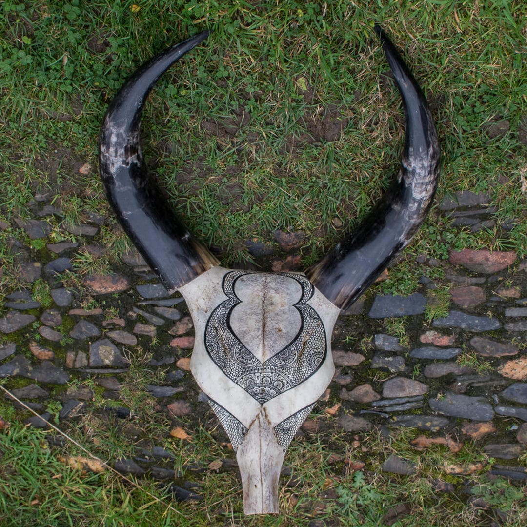 Hand Painted Buffalo Skull Bone Horns Celtic Mandala Art Wall Mountable ...