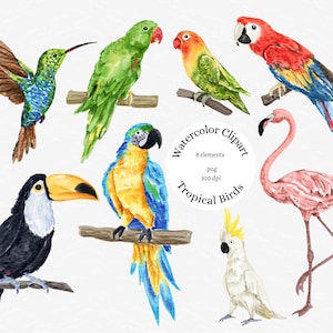 Watercolor Tropical Birds Clipart: Flamingo, Macaw, Toucan (PNG Digital ...