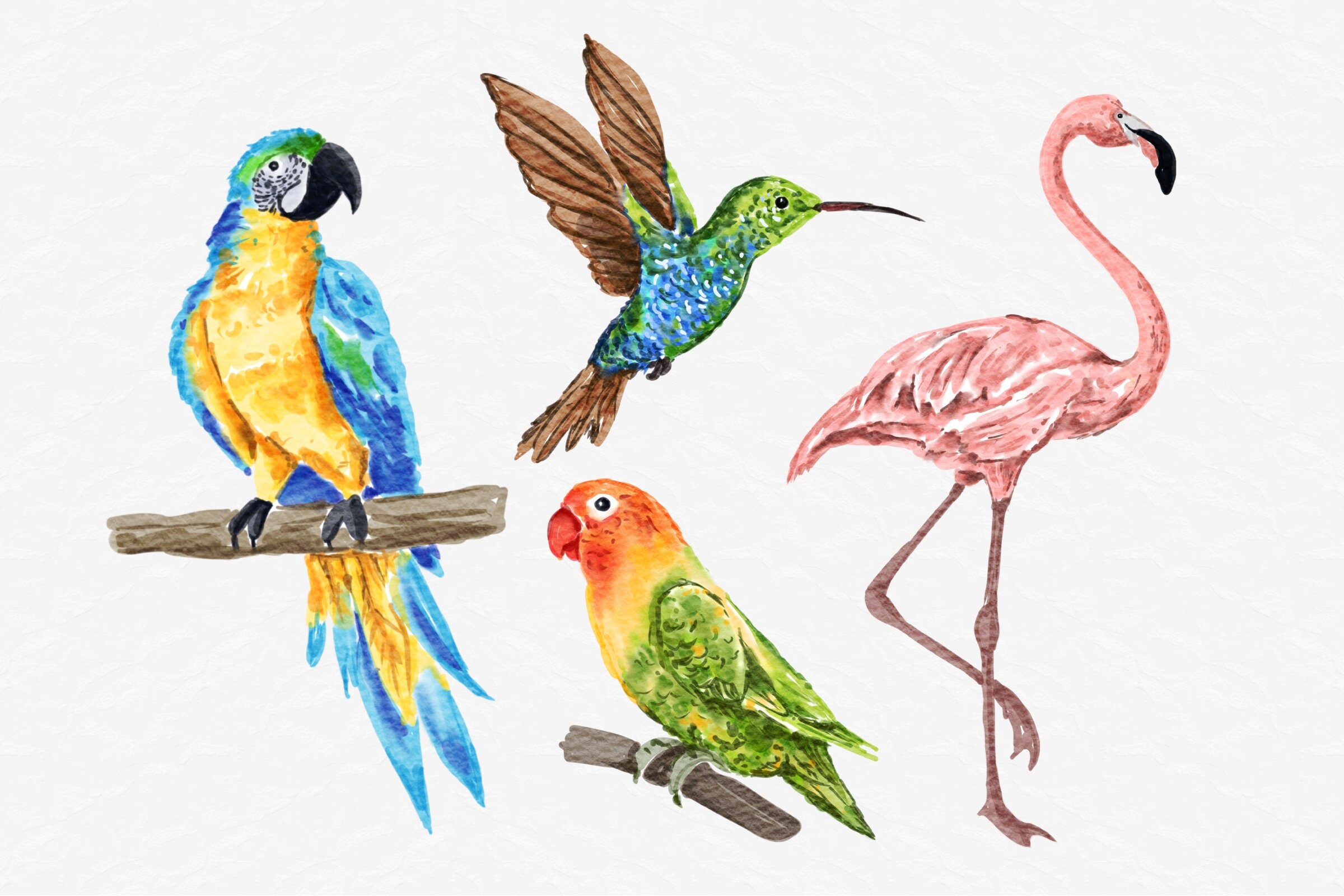 Watercolor Tropical Birds Clipart Tropical Summer Clipart - Etsy