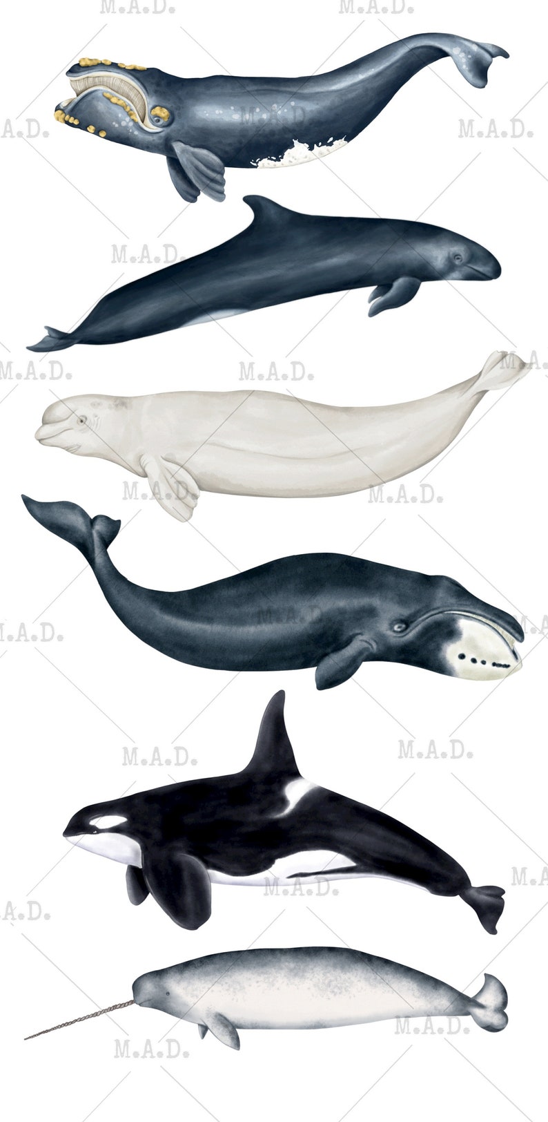 Whales Clipart Watercolor Whales Clip Art Nautical Ocean | Etsy