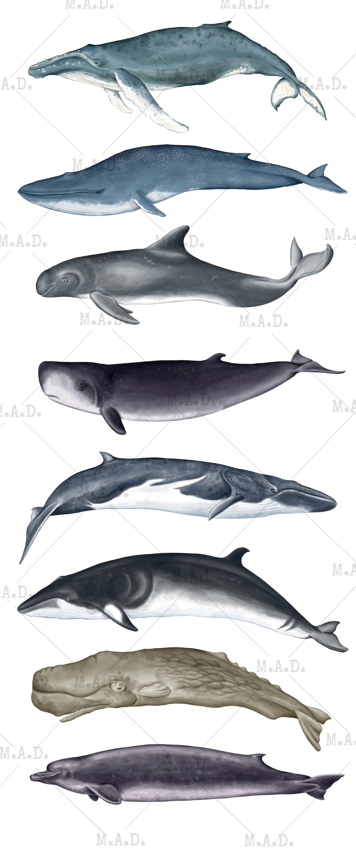 Whales Clipart Watercolor Whales Clip Art Nautical Ocean | Etsy