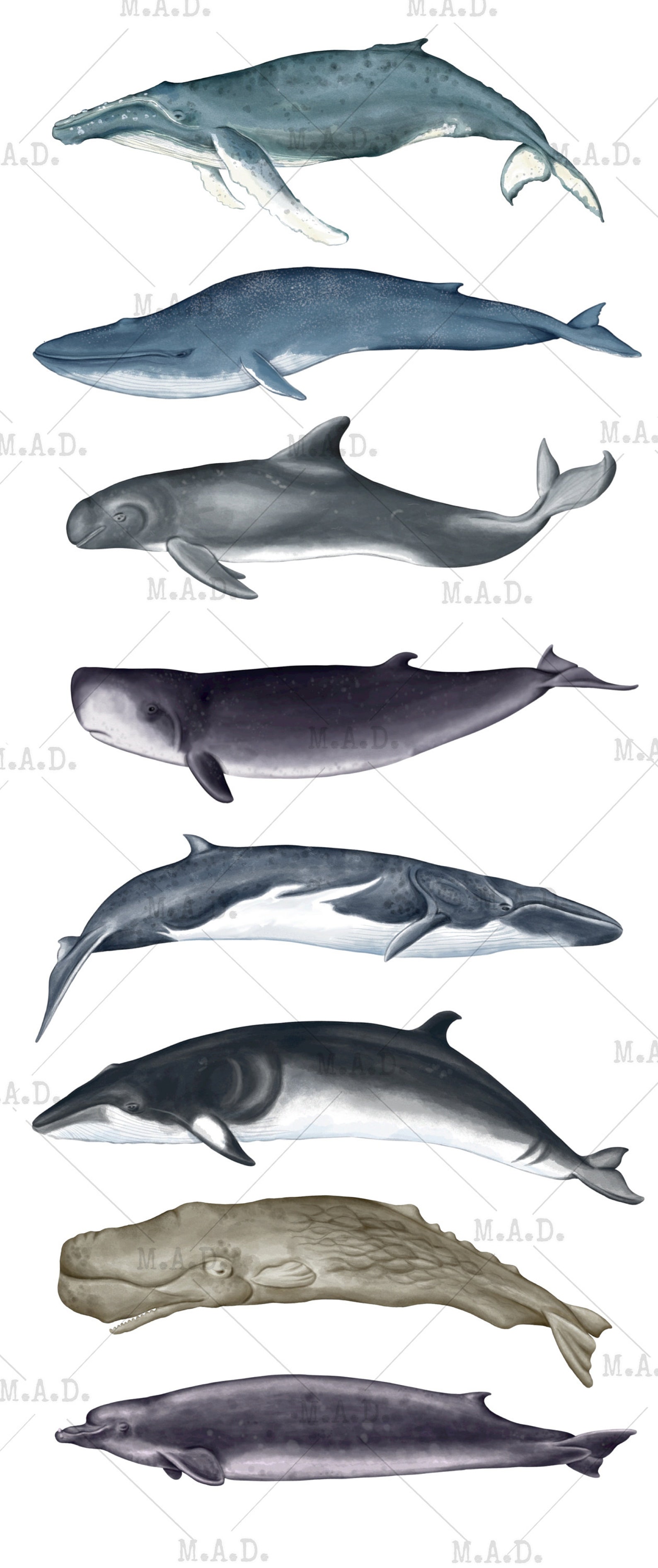 Whales Clipart Watercolor Whales Clip Art Nautical Ocean | Etsy