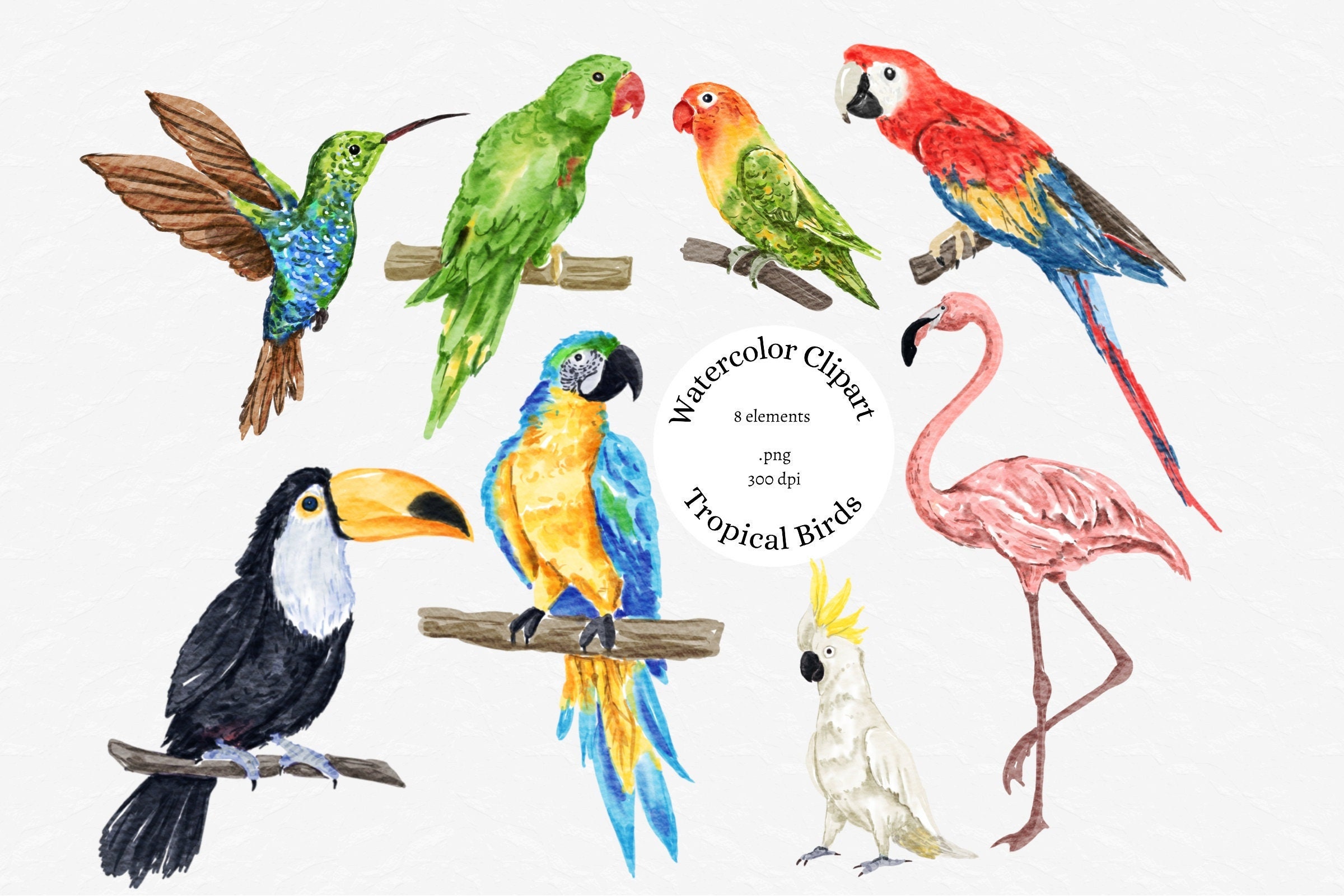 Watercolor Tropical Birds Clipart Tropical Summer Clipart - Etsy