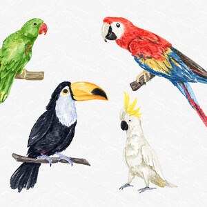 Watercolor Tropical Birds Clipart: Flamingo, Macaw, Toucan (PNG Digital ...