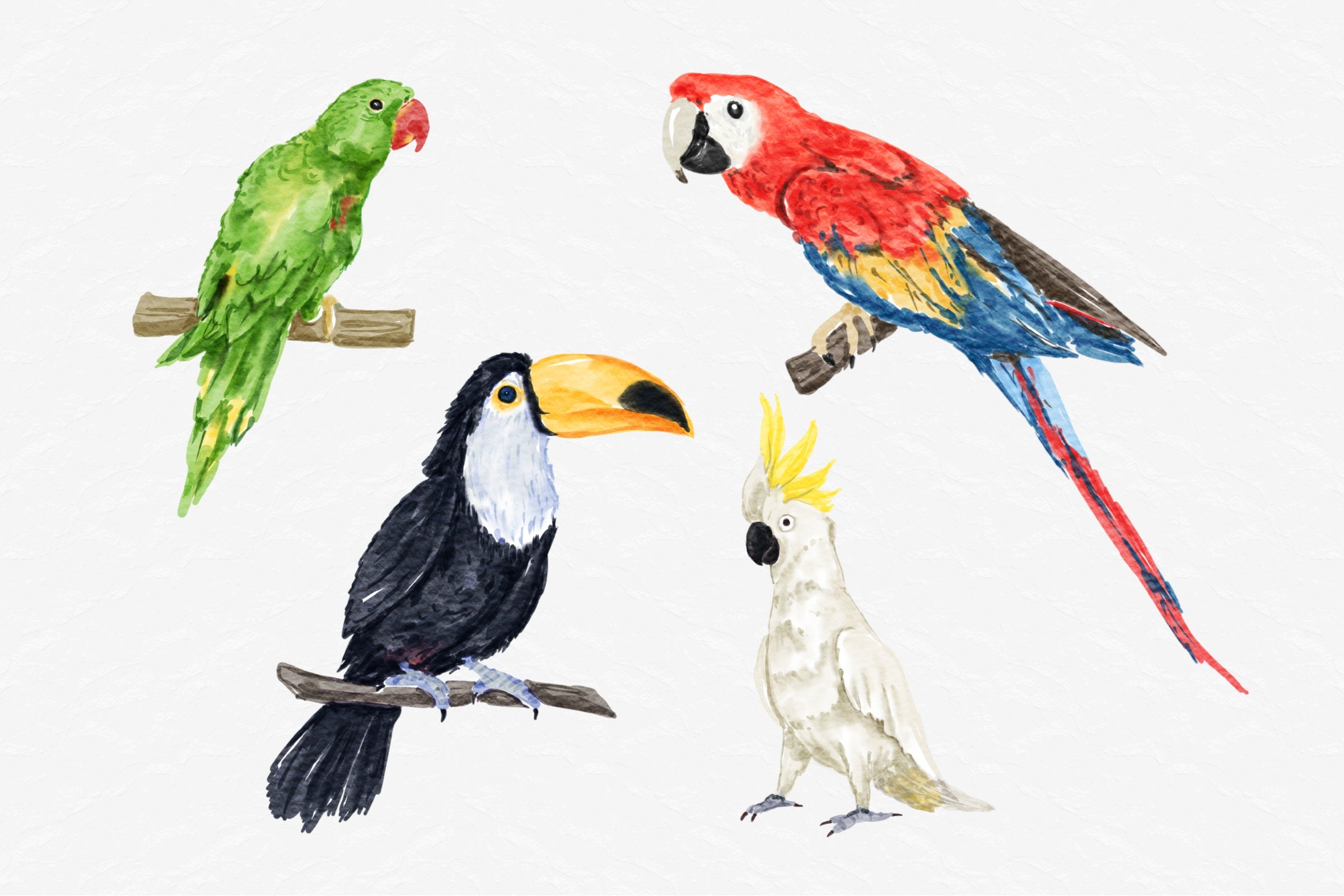Watercolor Tropical Birds Clipart Tropical Summer Clipart - Etsy