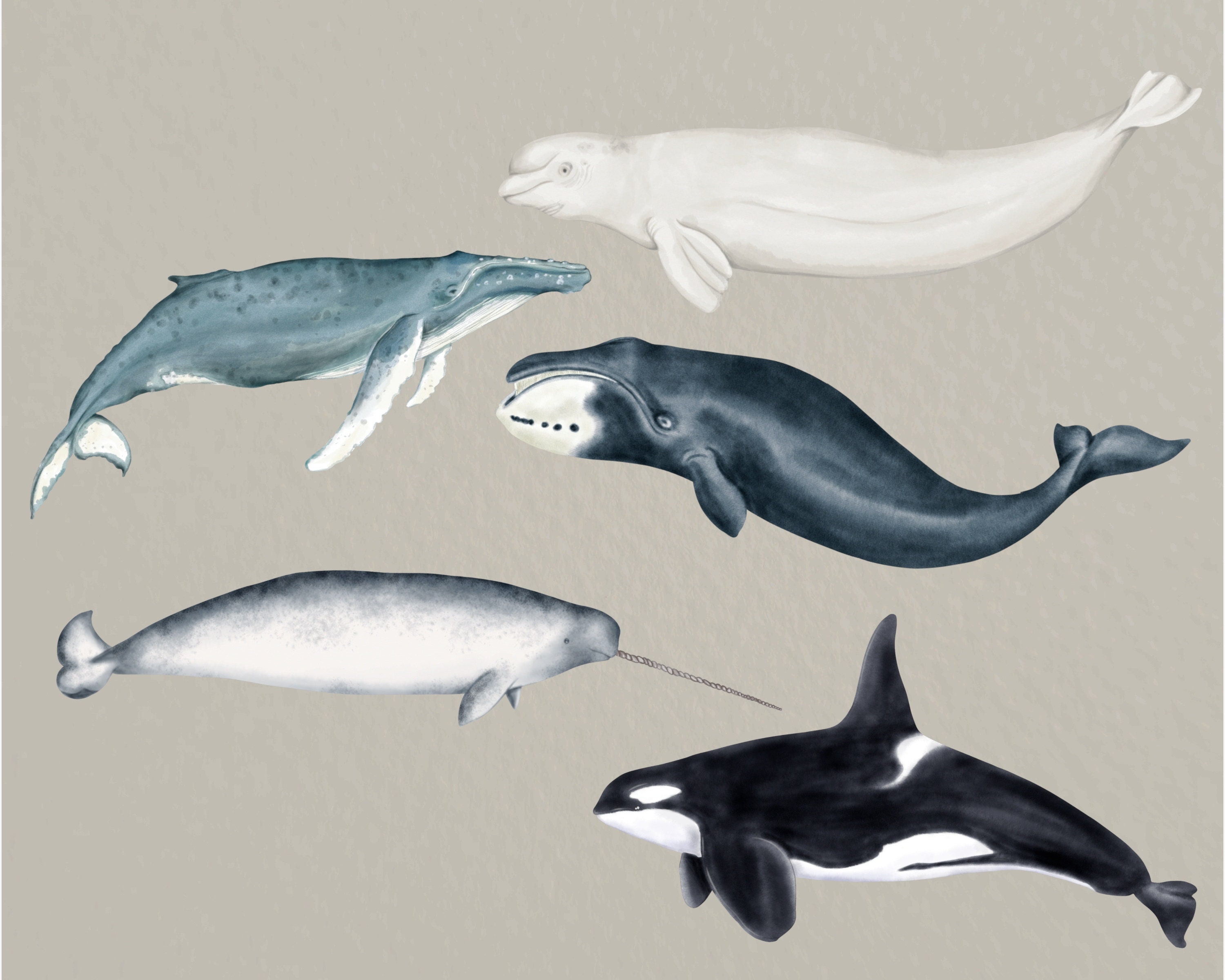 Whales Clipart Watercolor whales clip art Nautical Ocean | Etsy