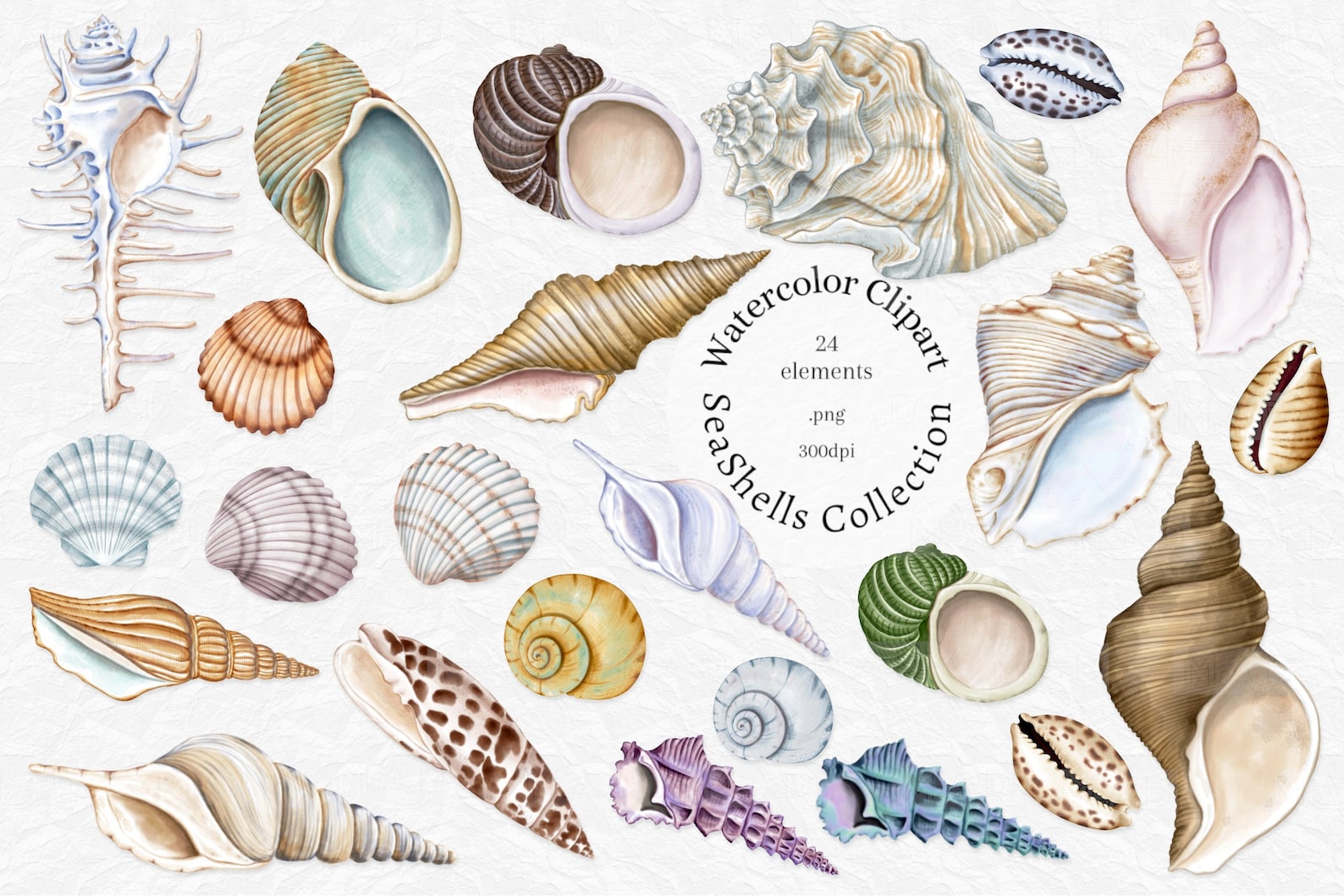 Watercolor Seashells Clipart Nautical Clip Art Summer Beach | Etsy