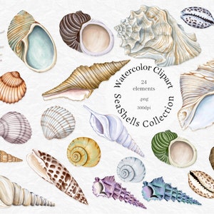 Watercolor Seashells Clipart Nautical Clip Art Summer Beach - Etsy