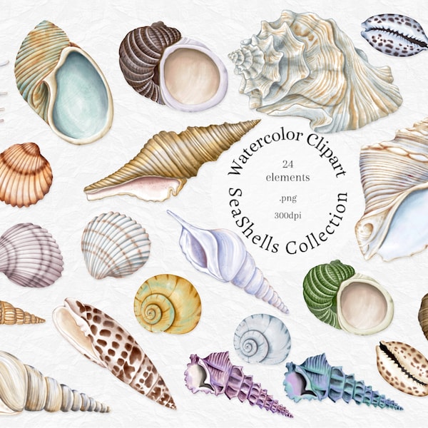 Seashell Watercolor - Etsy