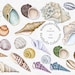 Watercolor Seashells Clipart Nautical Clip Art Summer Beach | Etsy