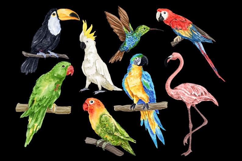 Watercolor Tropical Birds Clipart Tropical Summer Clipart | Etsy