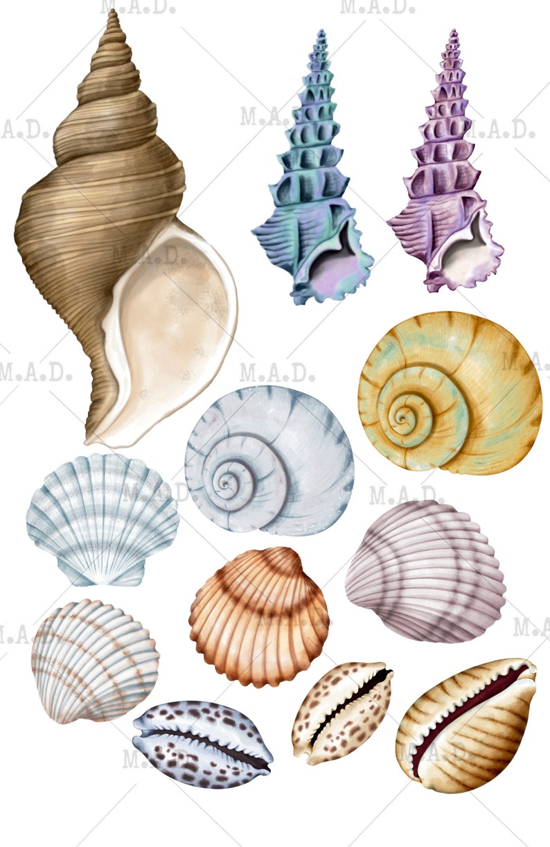 Watercolor Seashells Clipart Nautical Clip Art Summer Beach | Etsy