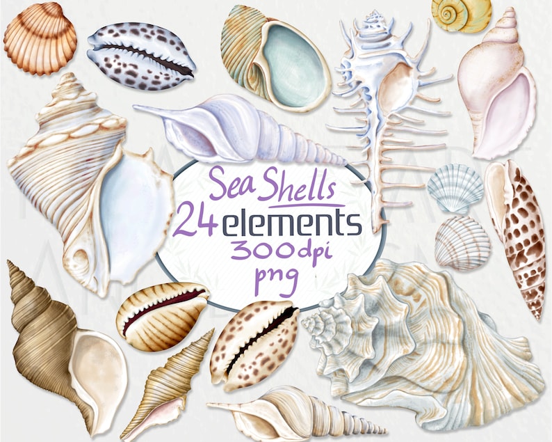 Watercolor Seashells Clipart Nautical clip art Summer beach | Etsy