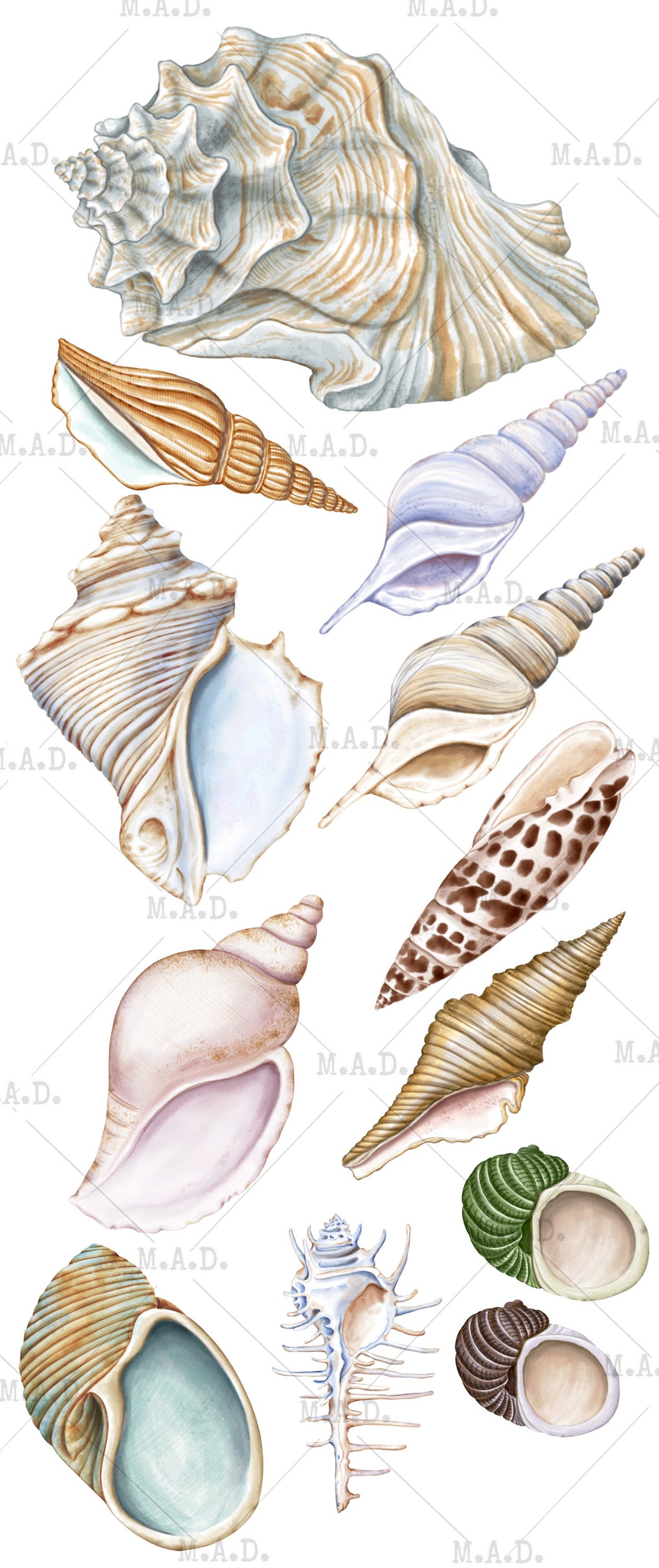Watercolor Seashells Clipart Nautical Clip Art Summer Beach - Etsy