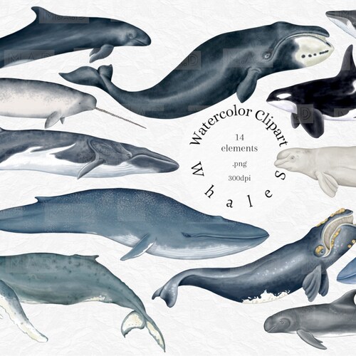 Whales Clipart Watercolor Whales Clip Art Nautical Ocean - Etsy