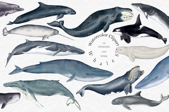 Whales Clipart Watercolor Whales Clip Art Nautical Ocean | Etsy