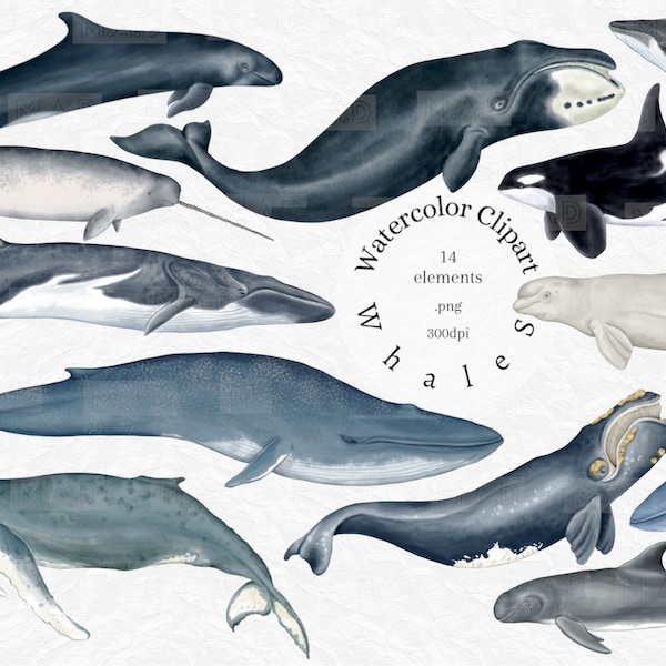 Whale Clip Art - Etsy UK