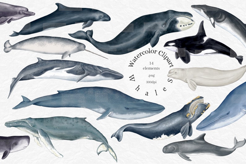Whales Clipart Watercolor Whales Clip Art Nautical Ocean | Etsy