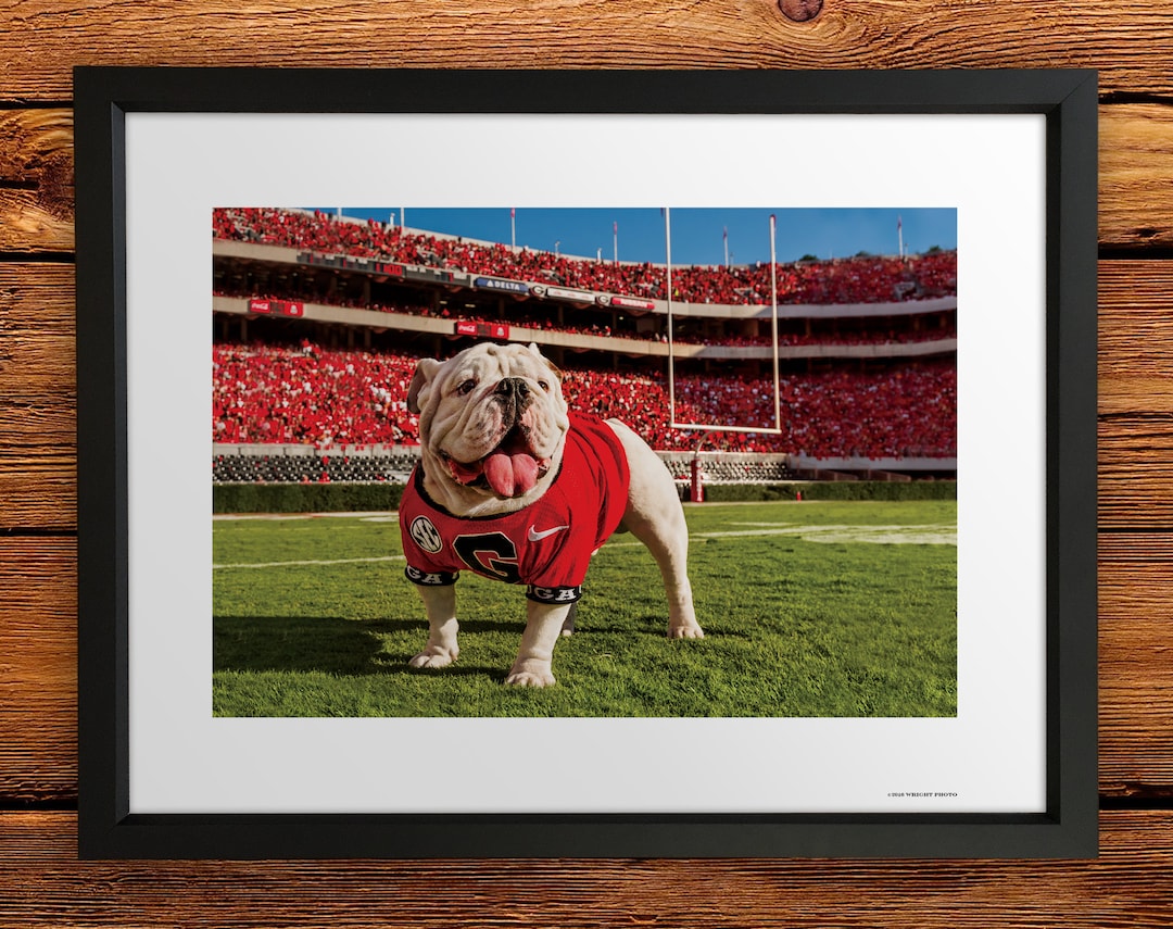 UGA: Georgia Bulldogs Uga X in the Endzone Mascot Art Poster - Photo ...