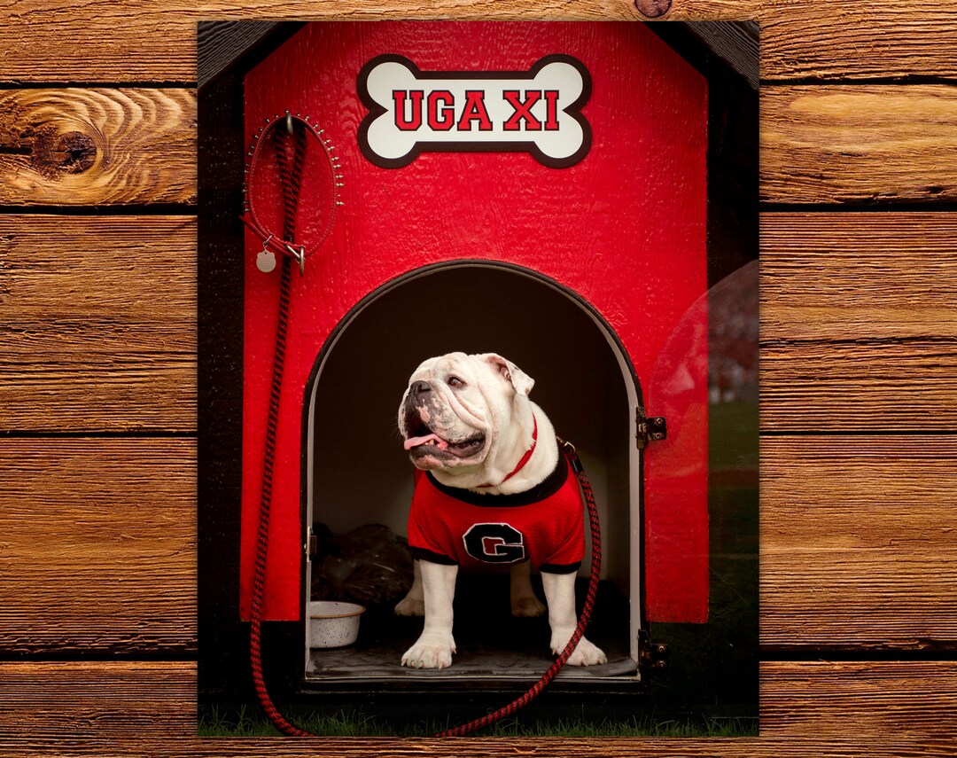UGA: Georgia Bulldogs Uga XI Boom Dawg House Mascot Art Poster Photo ...