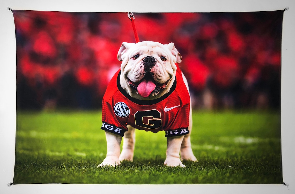 UGA: Georgia Bulldogs Uga X Football Mascot Photo Tapestry | Etsy