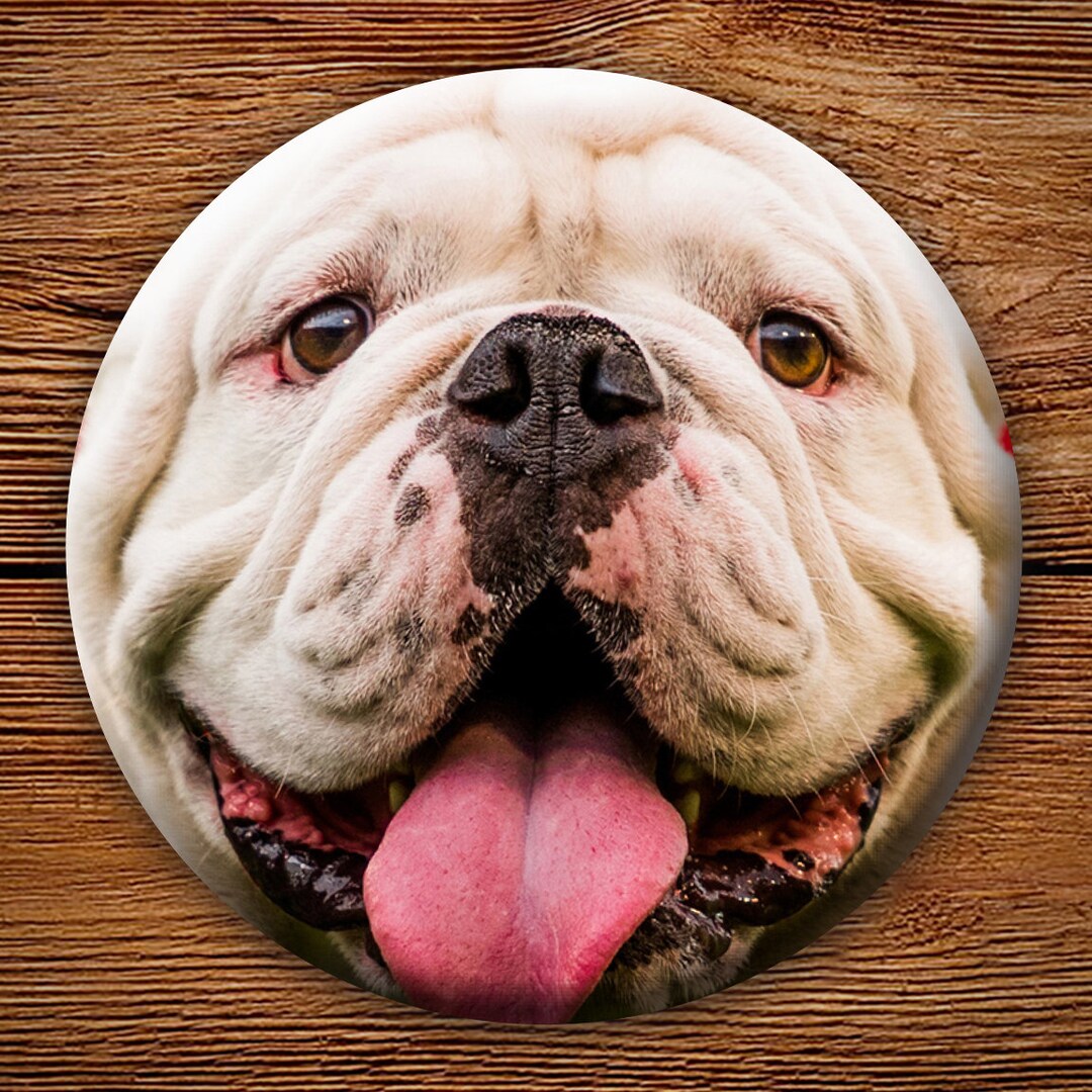 Uga X Mascot Closeup 3" Pin-back Button - Georgia Bulldogs Tailgating ...