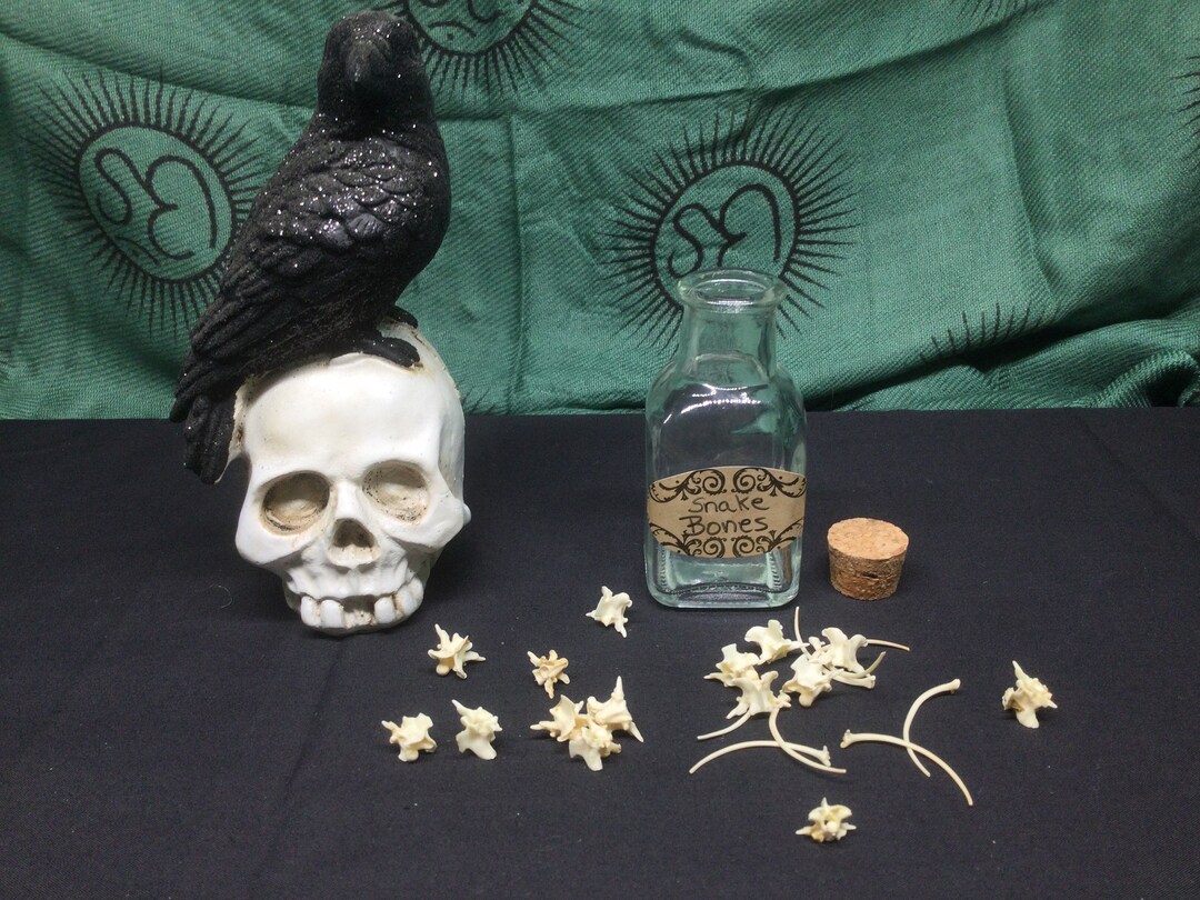 Real Snake Bones, Taxidermy, Bones Jewelry, Bone Collecting, Gopher ...