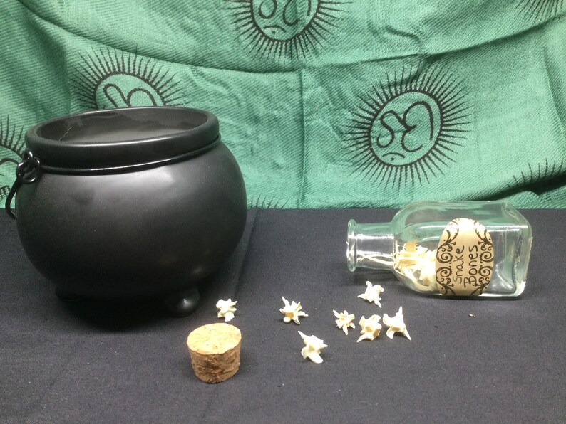 Real Snake Bones, Taxidermy, Bones Jewelry, Bone Collecting, Gopher ...