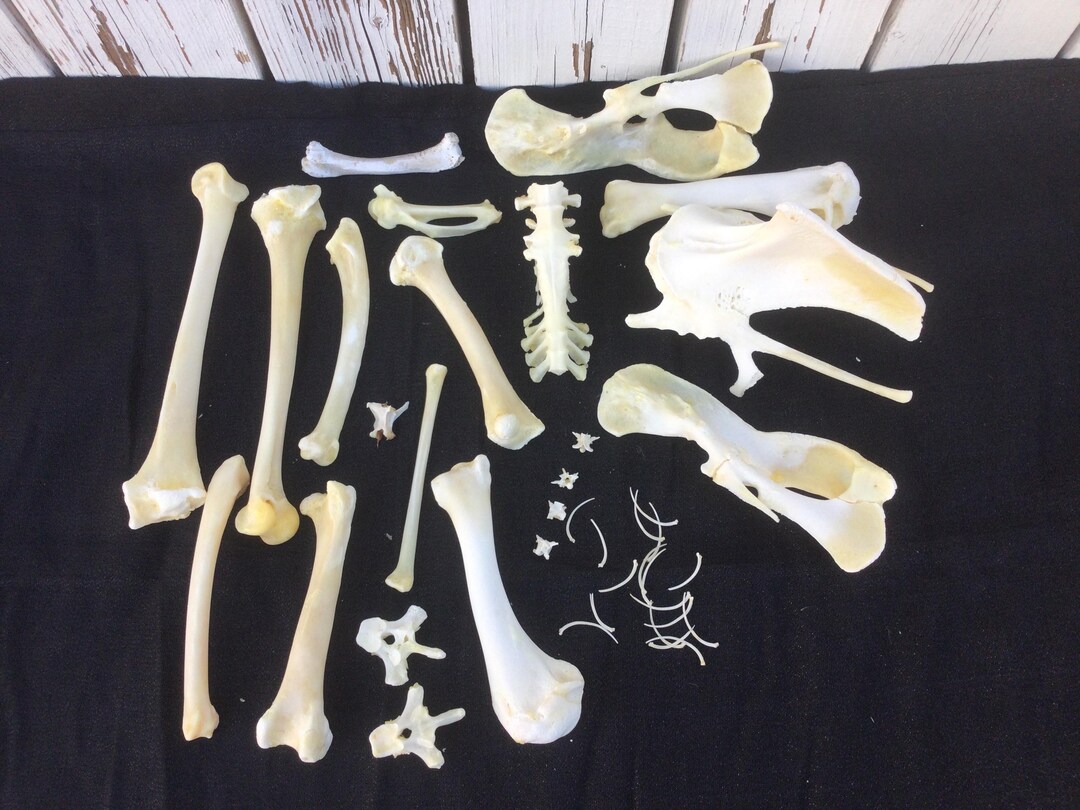 Curiosities, Bones, Taxidermy, Arts & Crafts, Witchcraft, Voodoo ...