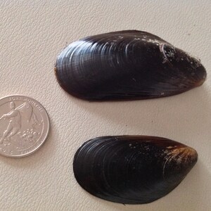 Blue Mussel Shells, Natural Sea Shells, Beach Treasures, Craft Supplies ...