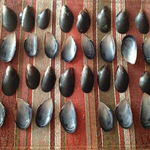 Blue Mussel Shells, Natural Sea Shells, Beach Treasures, Craft Supplies ...