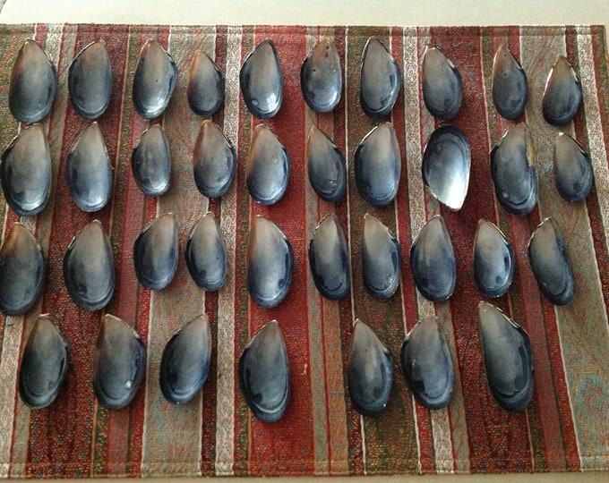 Blue Mussel Shells Natural Sea Shells Beach Treasures Craft - Etsy