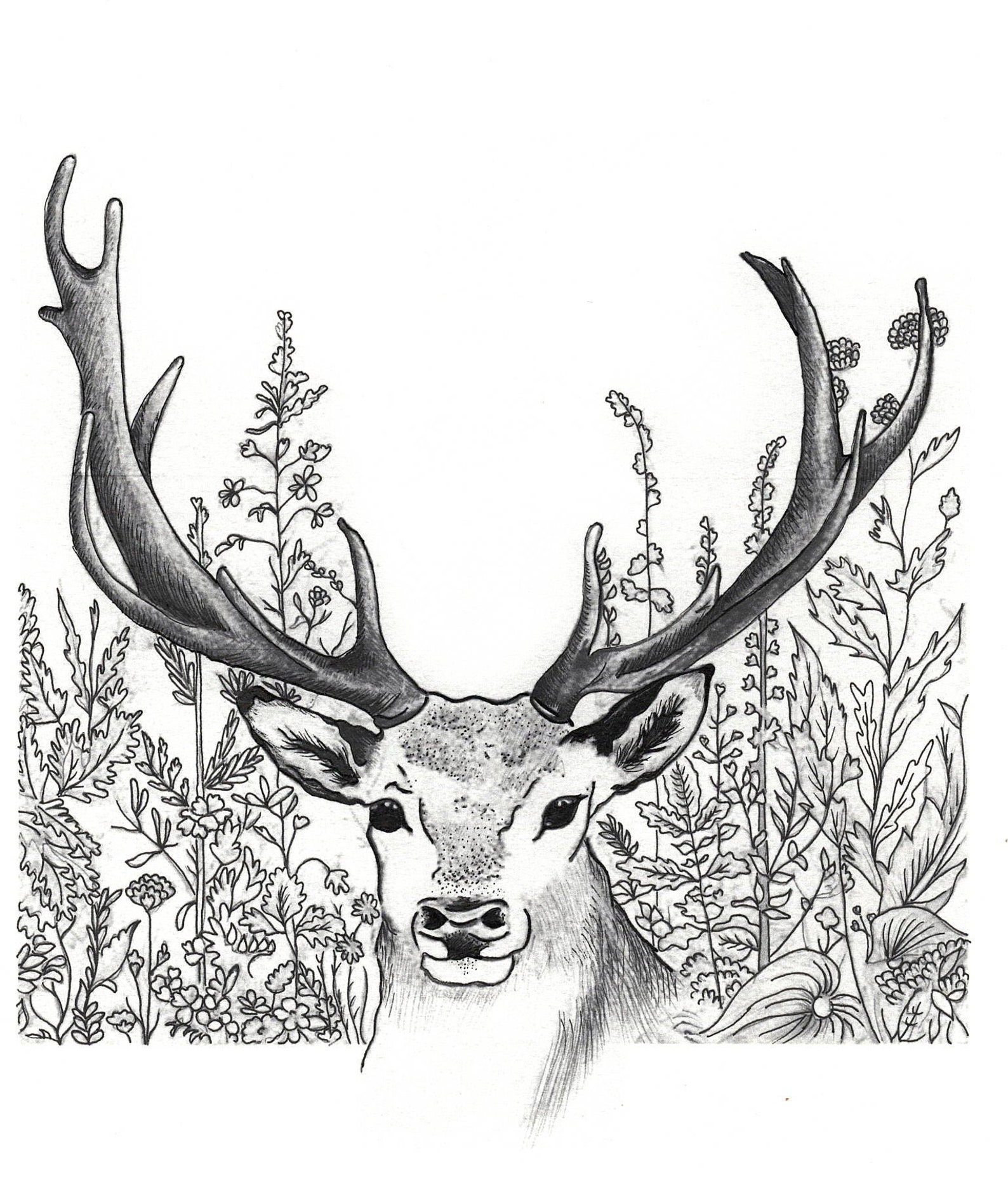 Stag / Flowers / Meadow / Nature / Black & White / Monochrome / Ink ...