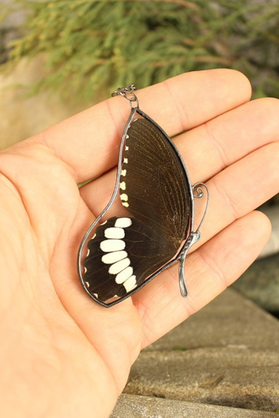 Butterfly Wings Necklace Real Butterfly Black Wings Butterfly | Etsy