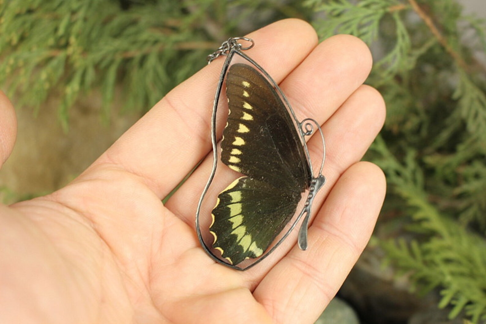 Real Butterfly Wings Necklace Black Wings Butterfly Nature - Etsy