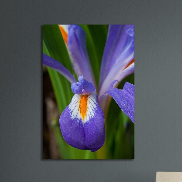 Dwarf Iris - Etsy