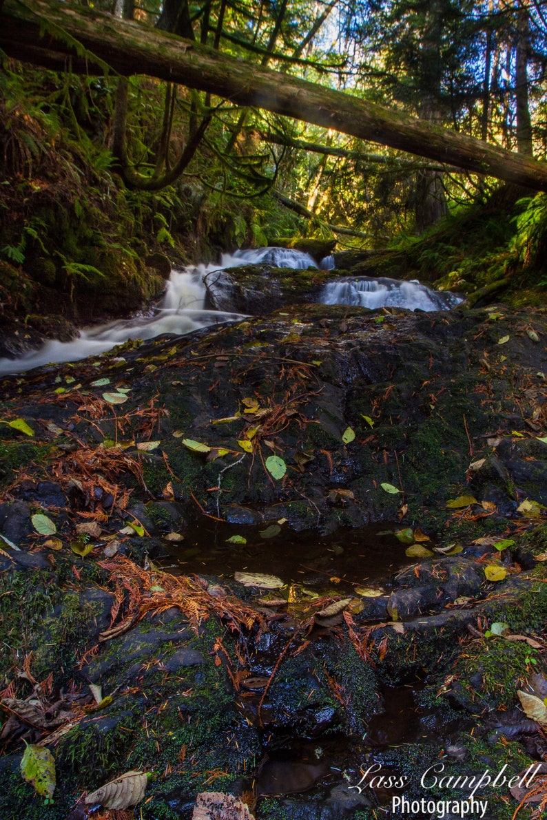 Fall Leaves, Ludlow Falls, Ludlow Creek, Port Ludlow, Washington ...