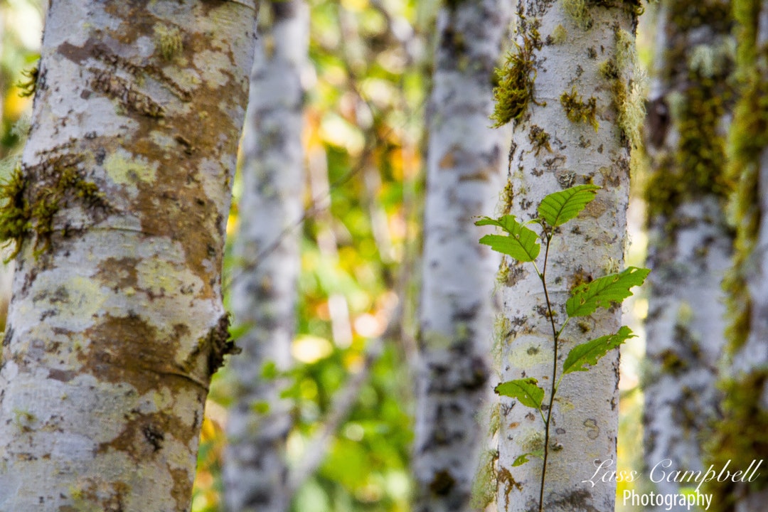 Alder Tree, Timberton Loop Trail, Port Ludlow, Washington - Etsy