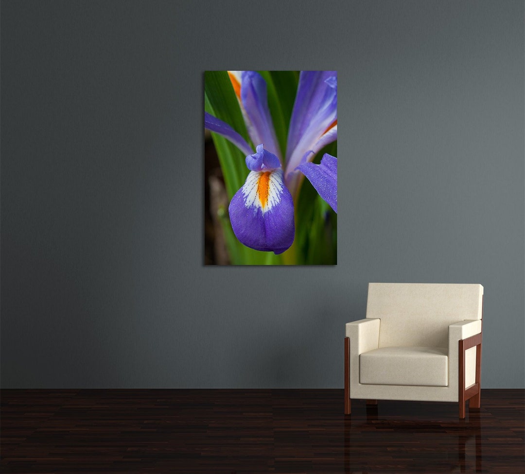 Dwarf Iris, Wildflower, Alabama - Etsy