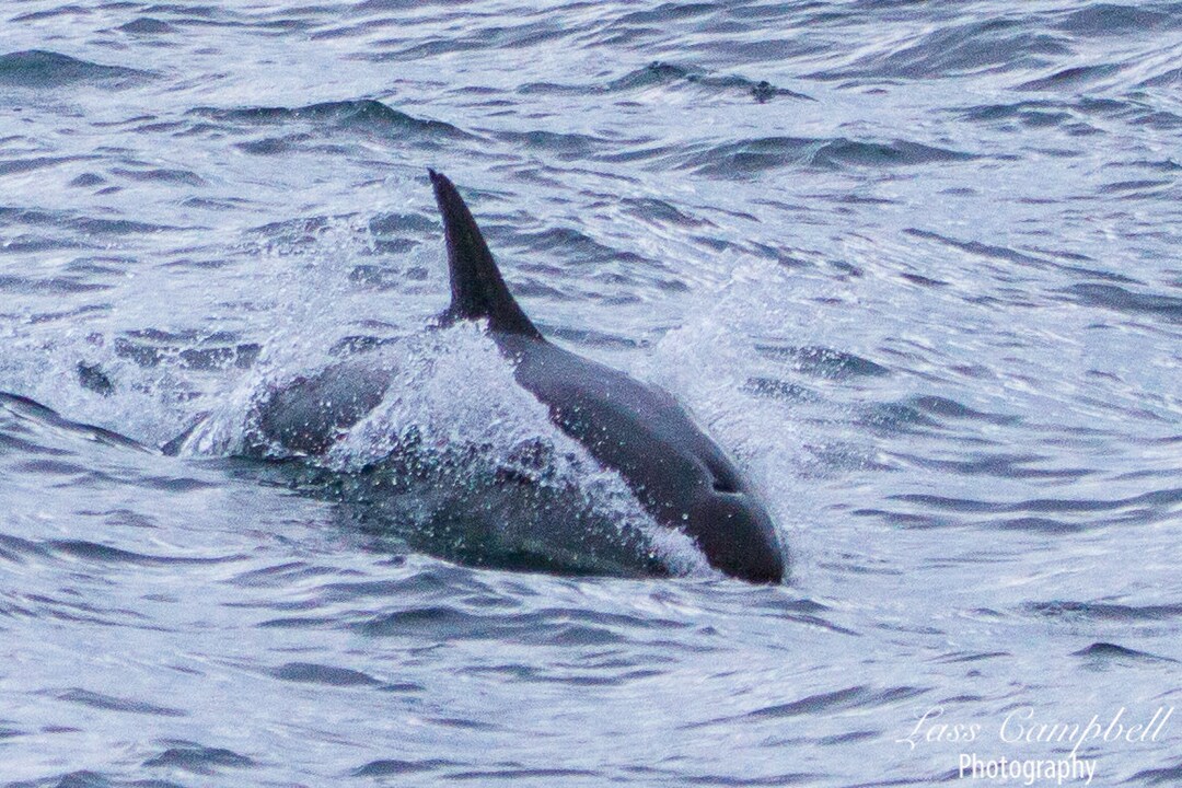 Dolphin, Massachusetts, Ocean, Whale, Whale Watching - Etsy